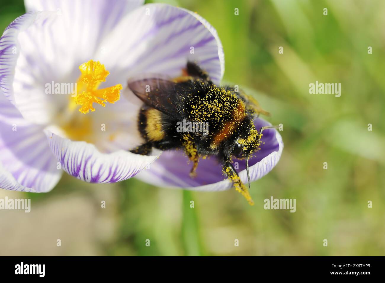 Large earth bumblebee (Bombus terrestris) on crocus (Crocus spec.), North Rhine-Westphalia ...