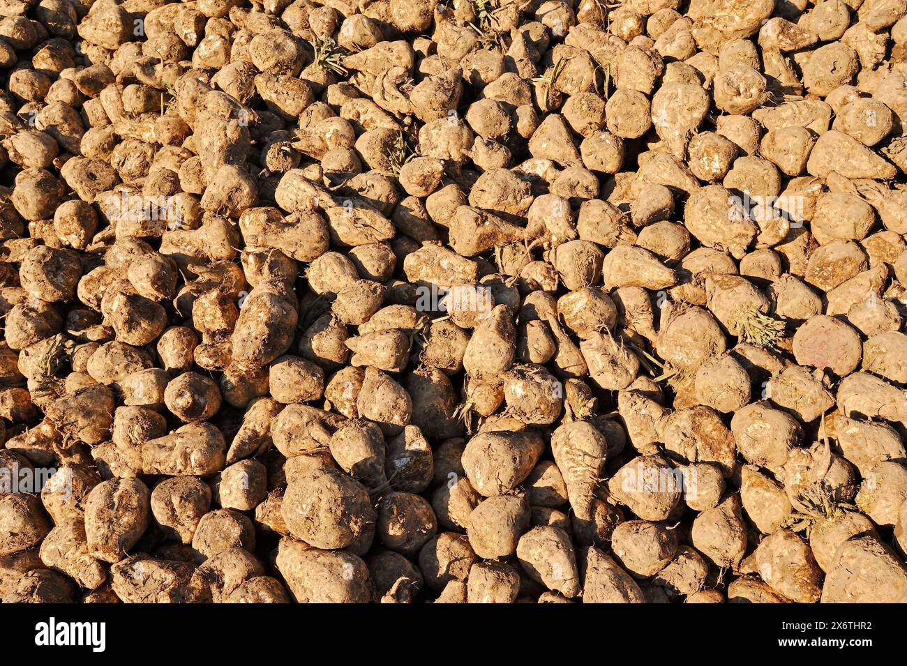 Harvested sugar beet (Beta vulgaris ssp. vulgaris var. altissima ...