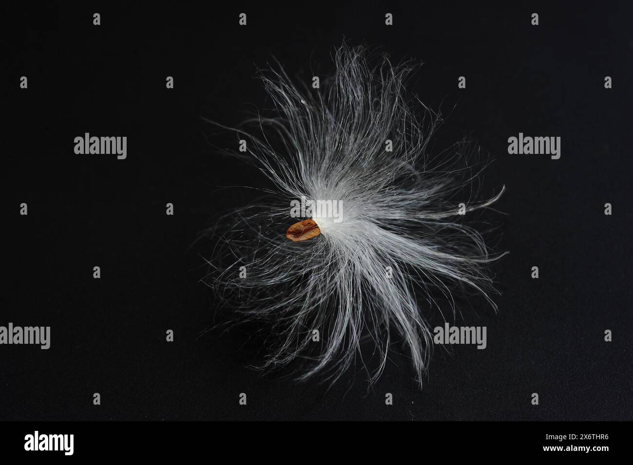 Common milkweed (Asclepias syriaca), flying seeds, ornamental plant ...