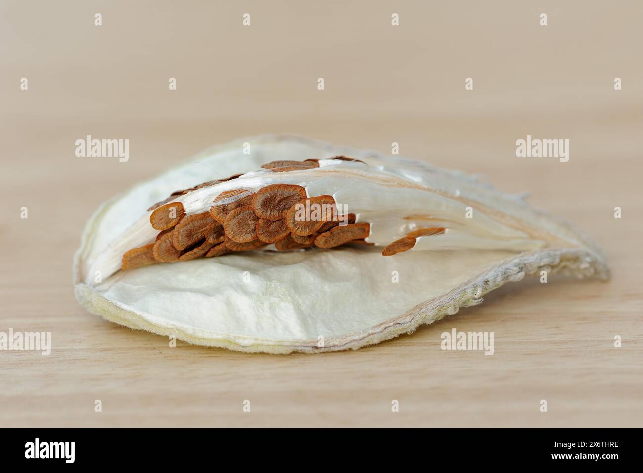 Common milkweed (Asclepias syriaca), fruit with seeds, ornamental plant ...