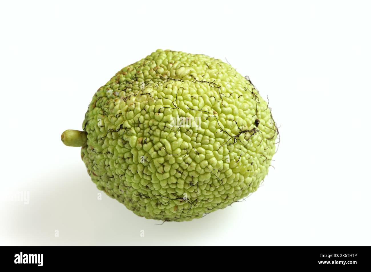 Hedge apple (Maclura pomifera), fruit on white background Stock Photo ...