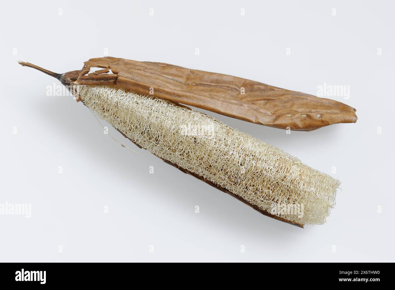 Sponge cucumber (Luffa aegyptiaca, Luffa cylindrica), fibrous interior ...