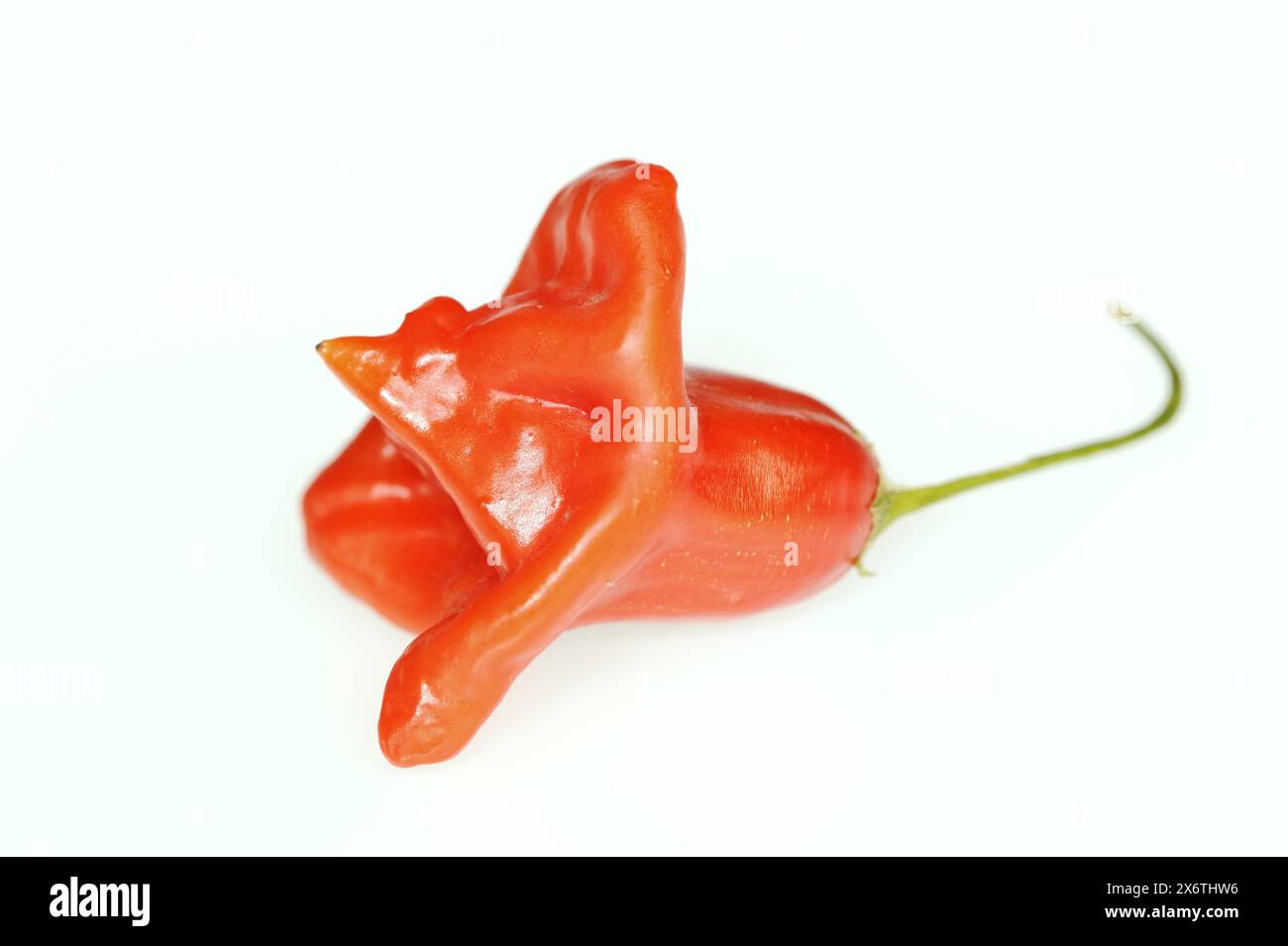 Pepper or bell chilli (Capsicum baccatum), fruit on a white background ...