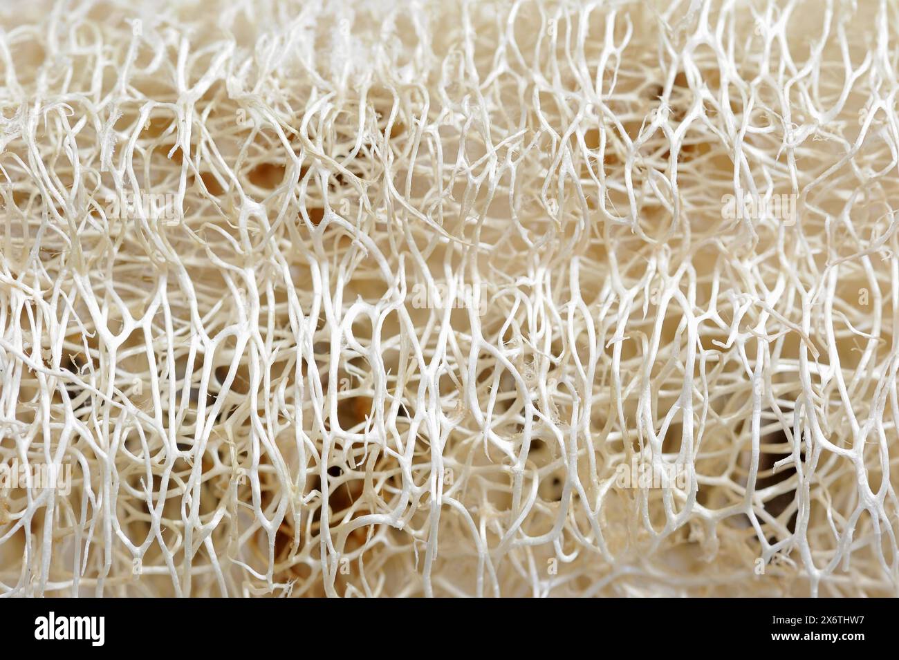 Sponge cucumber (Luffa aegyptiaca, Luffa cylindrica), fibrous interior ...