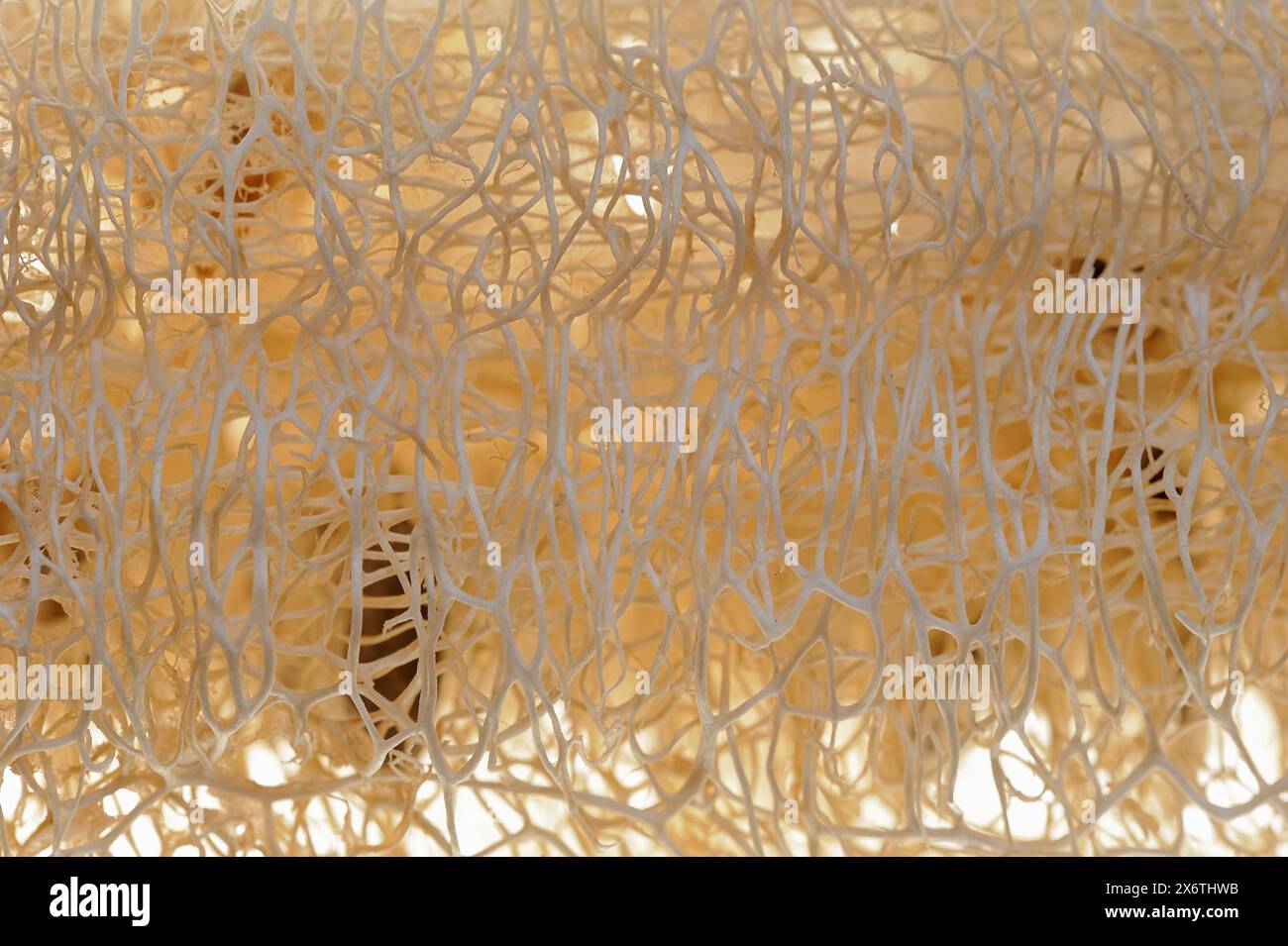 Sponge cucumber (Luffa aegyptiaca, Luffa cylindrica), fibrous interior ...