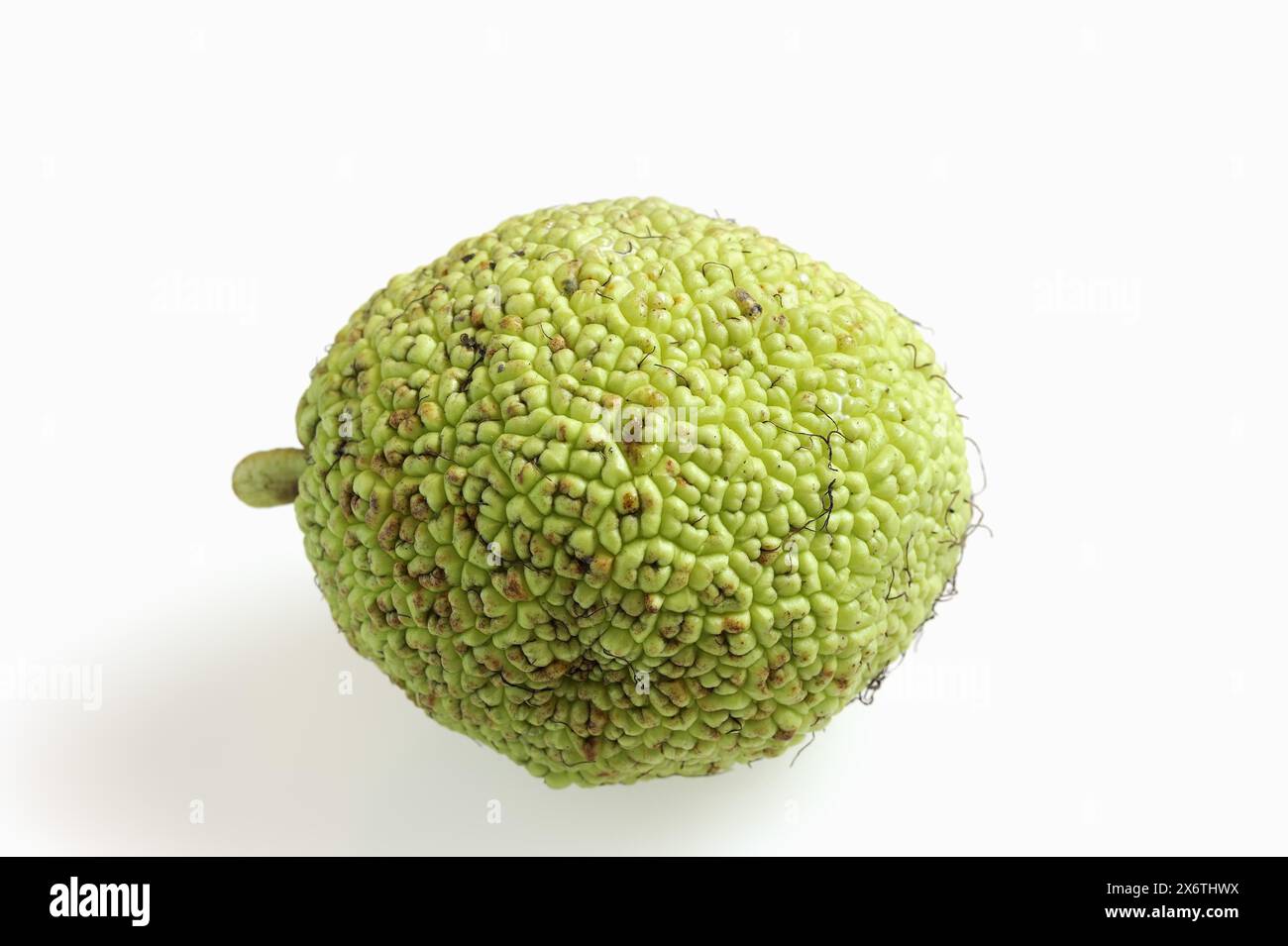 Hedge apple (Maclura pomifera), fruit on white background Stock Photo ...
