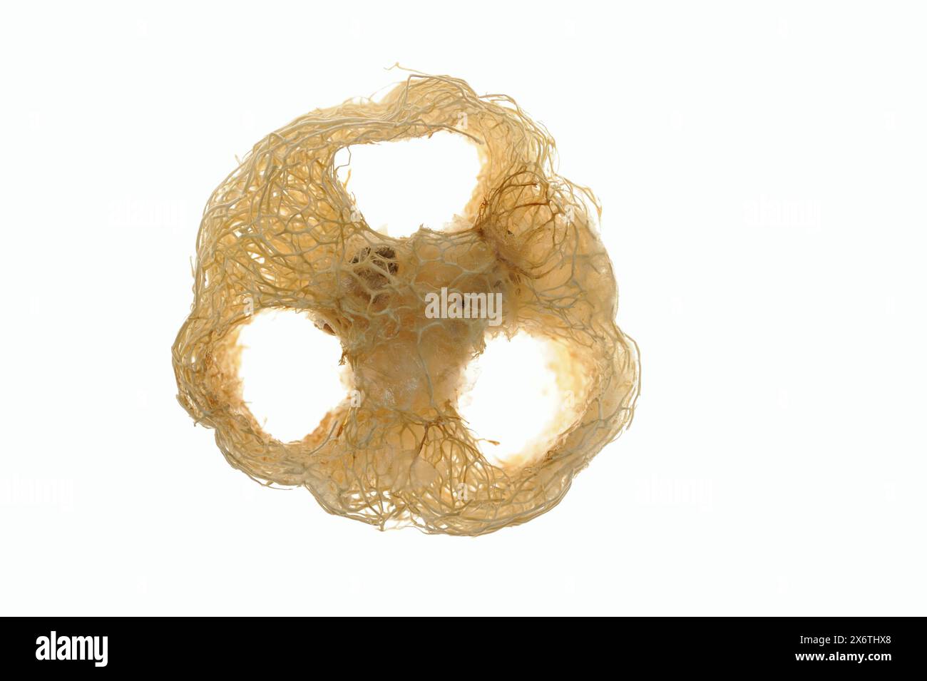 Ripe sponge gourd luffa hi-res stock photography and images - Alamy