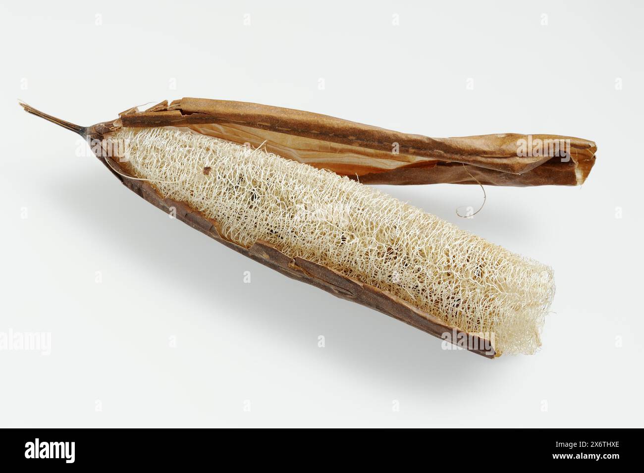 Sponge cucumber (Luffa aegyptiaca, Luffa cylindrica), fibrous interior ...
