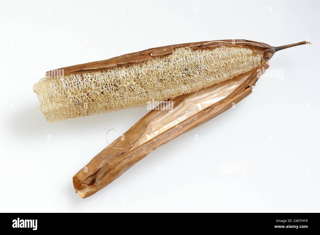 Sponge cucumber (Luffa aegyptiaca, Luffa cylindrica), fibrous interior ...