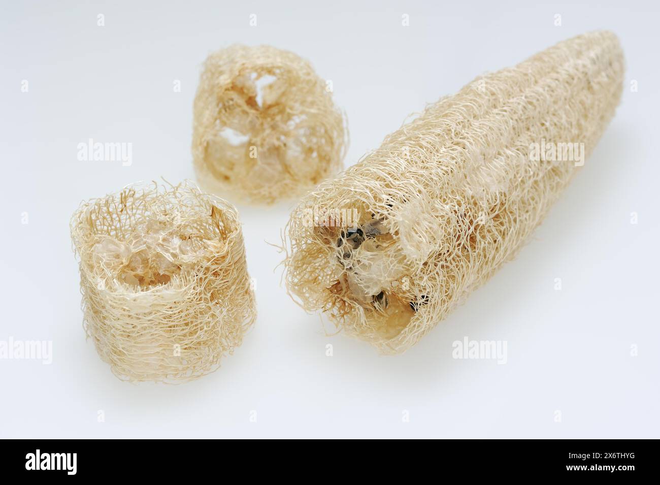 Fibrous interior hi-res stock photography and images - Alamy