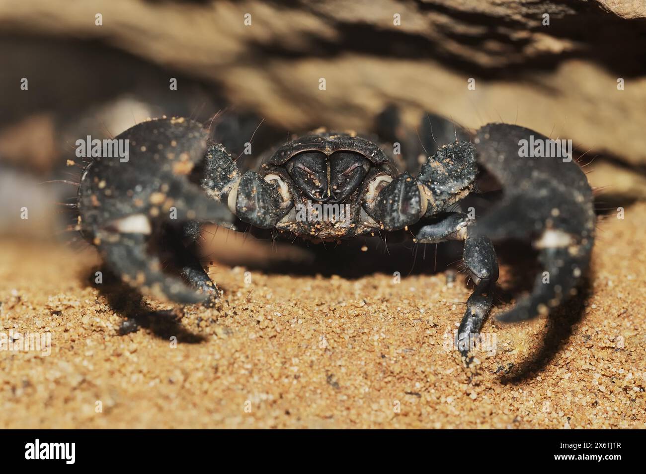 Pandinus imperator animal hi-res stock photography and images - Alamy
