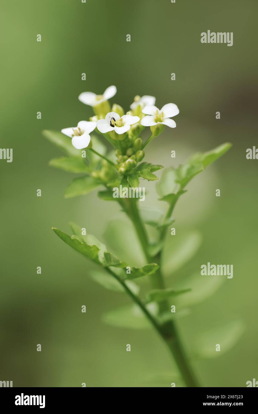 Watercress (Nasturtium officinale), flowers, medicinal plant, North ...