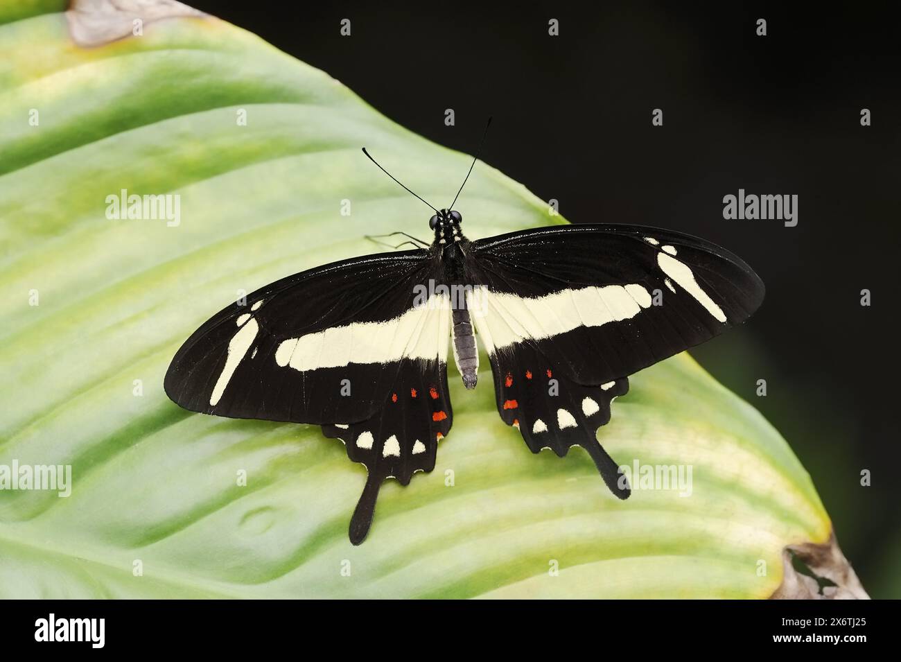 Torquatus Swallowtail (Papilio torquatus), male, captive, occurrence in ...