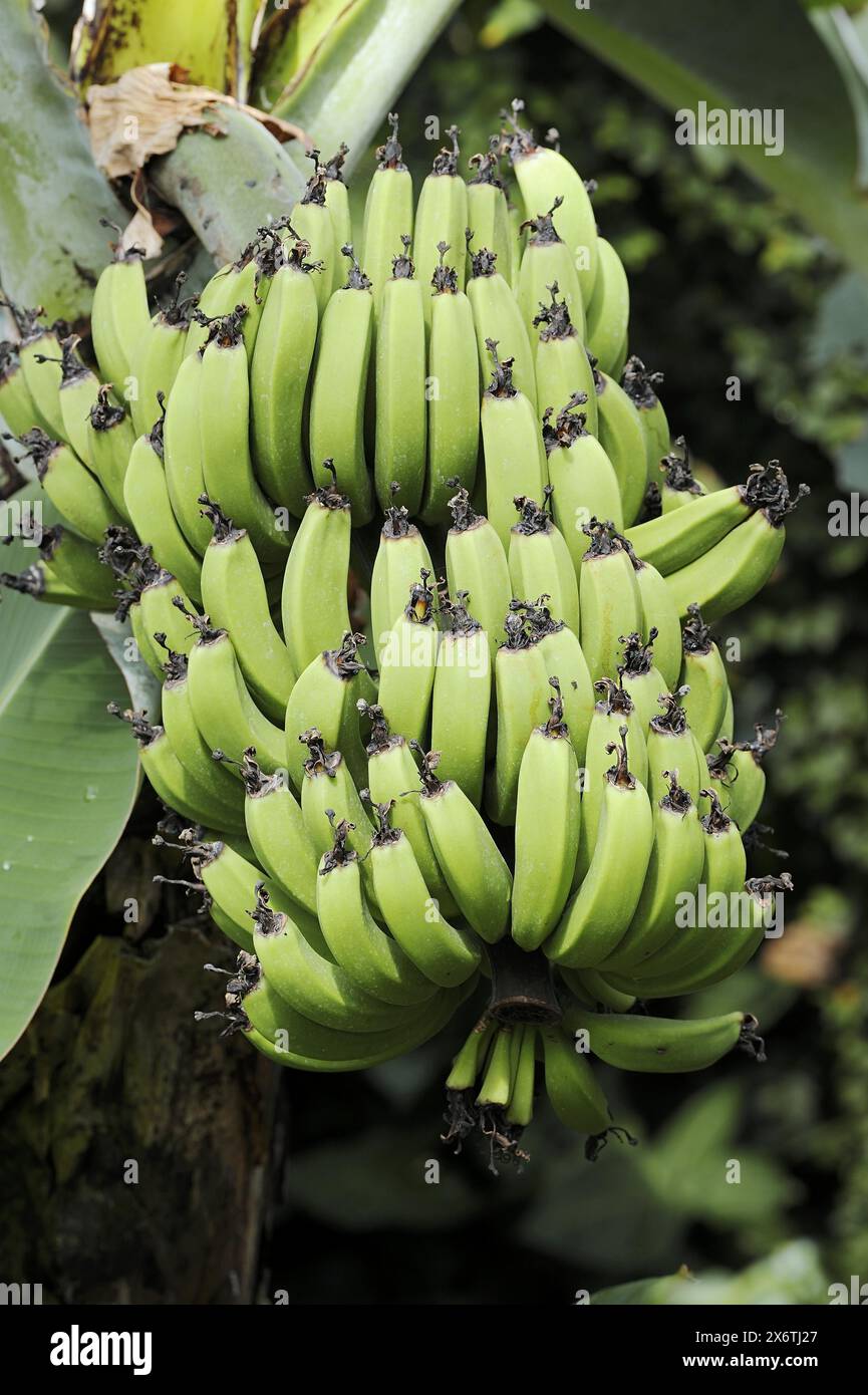 Dessert banana or fruit banana (Musa x paradisiaca), bananas on the ...