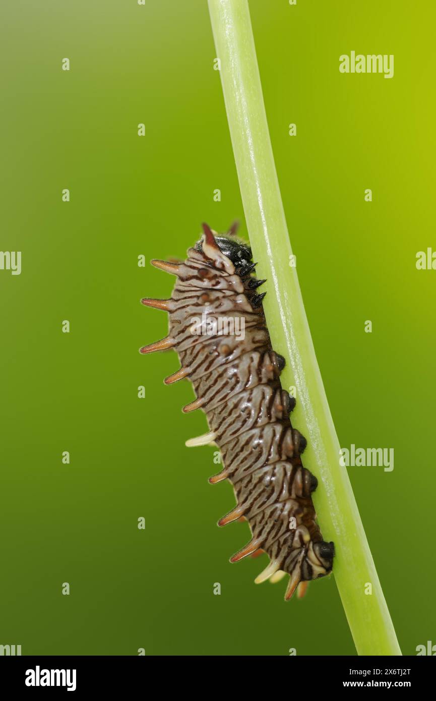 Polydamas Swallowtail or gold rim swallowtail (Battus polydamas ...