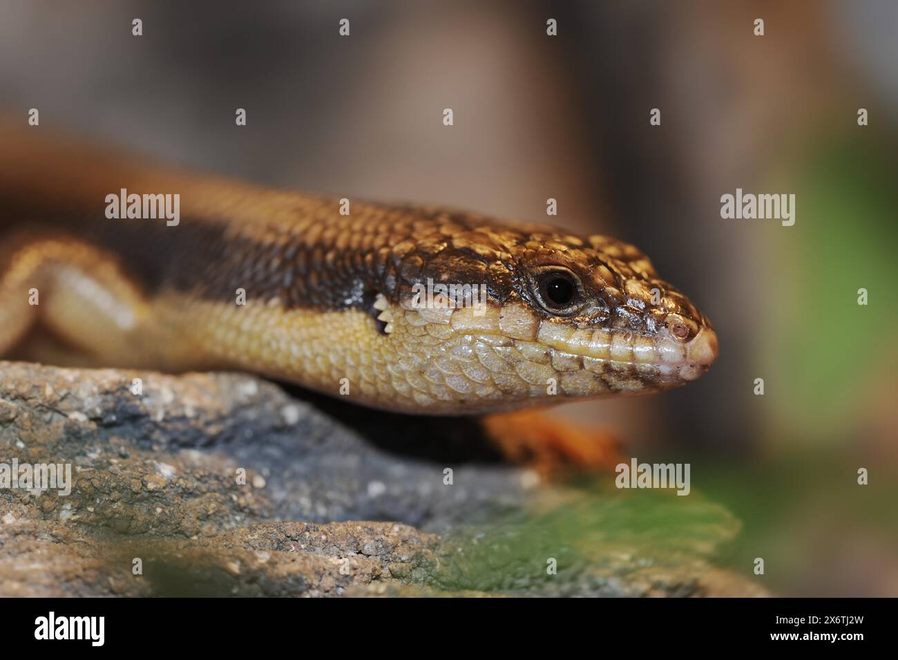 Tree skink (Egernia striolata), captive, occurring in Australia Stock ...