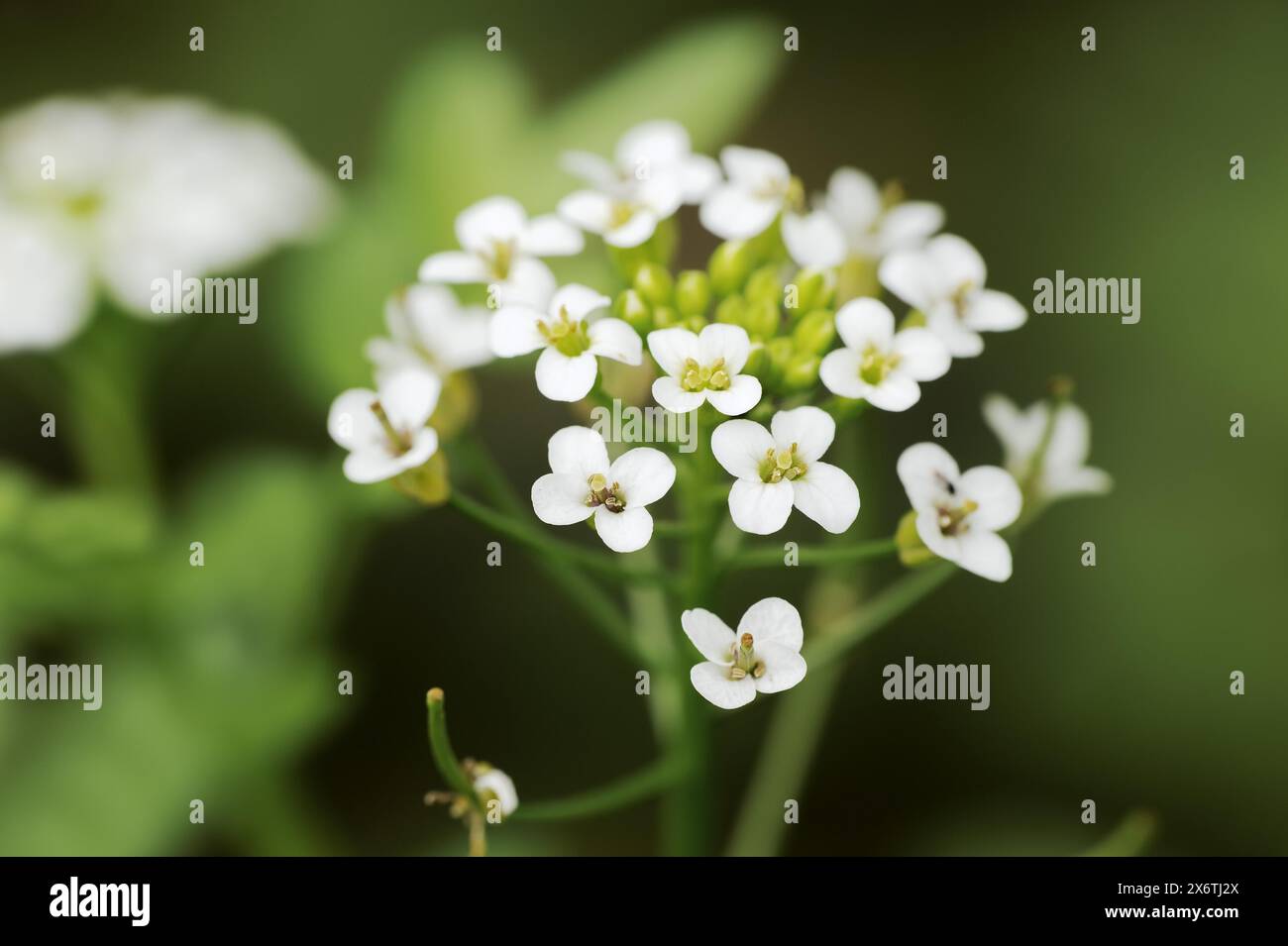 Watercress (Nasturtium officinale), flowers, medicinal plant, North ...