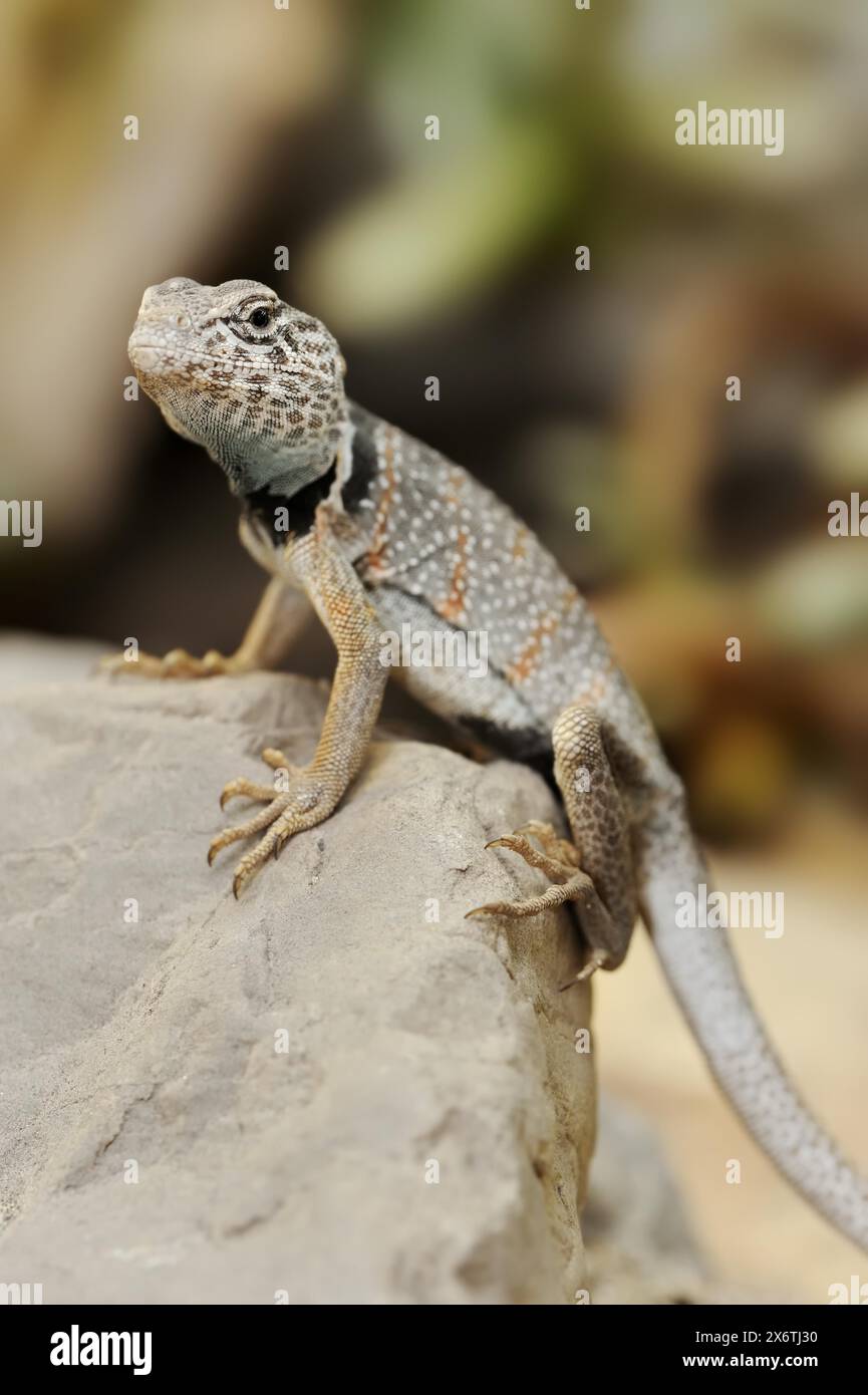 Common collared lizard (Crotaphytus collaris), captive, occurring in ...