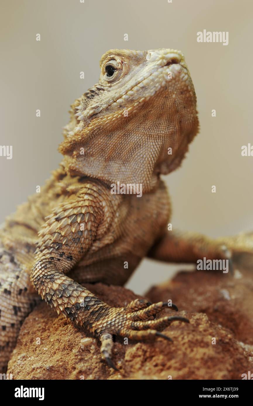Hardun or slingtail (Stellagama stellio, Agama stellio, Laudakia ...
