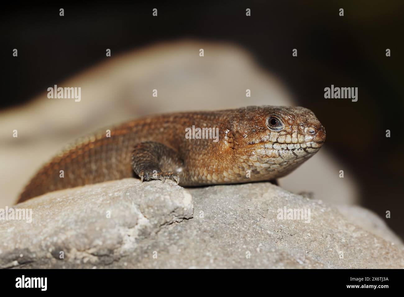 Spiny-tailed skink (Egernia stokesii), captive, occurrence in Australia ...