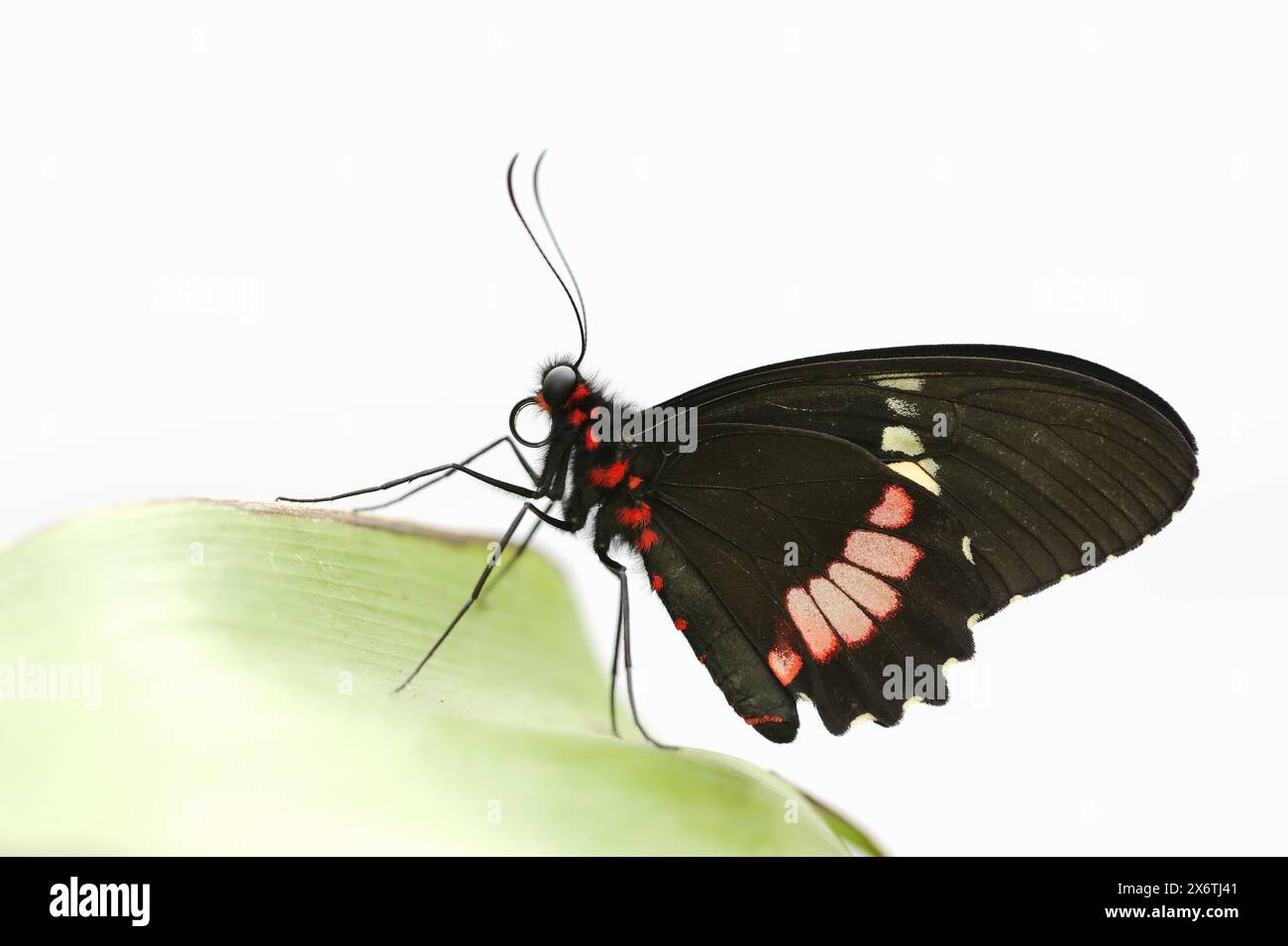 Parides butterfly or Parides moth (Parides iphidamas) against a white ...