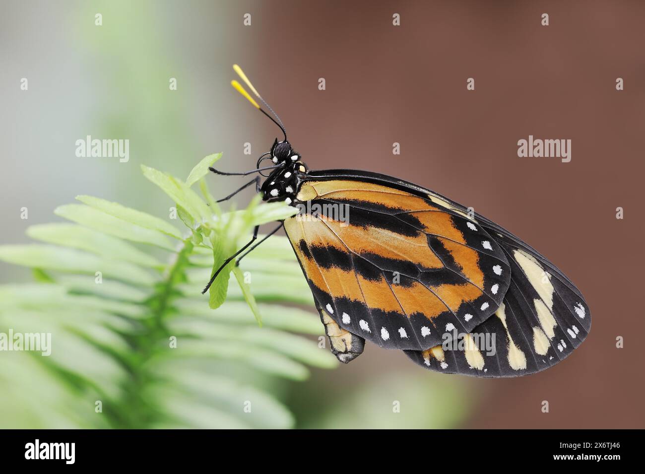 Butterfly 'Tiger Mimic-Queen' (Lycorea halia), captive, occurrence in ...