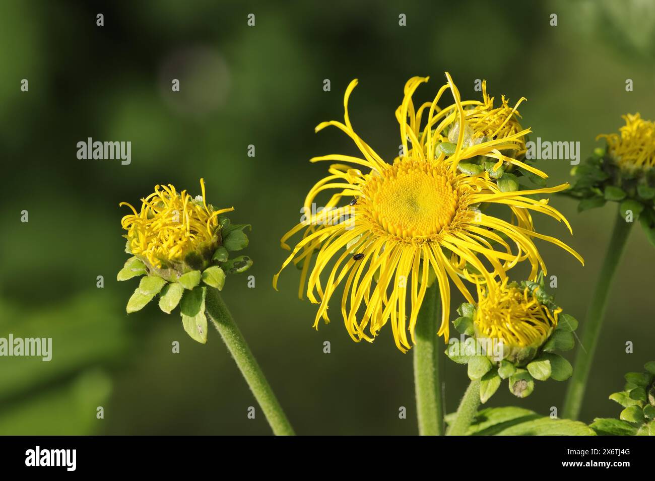 Elecampane (Inula helenium), flower, medicinal plant, North Rhine ...