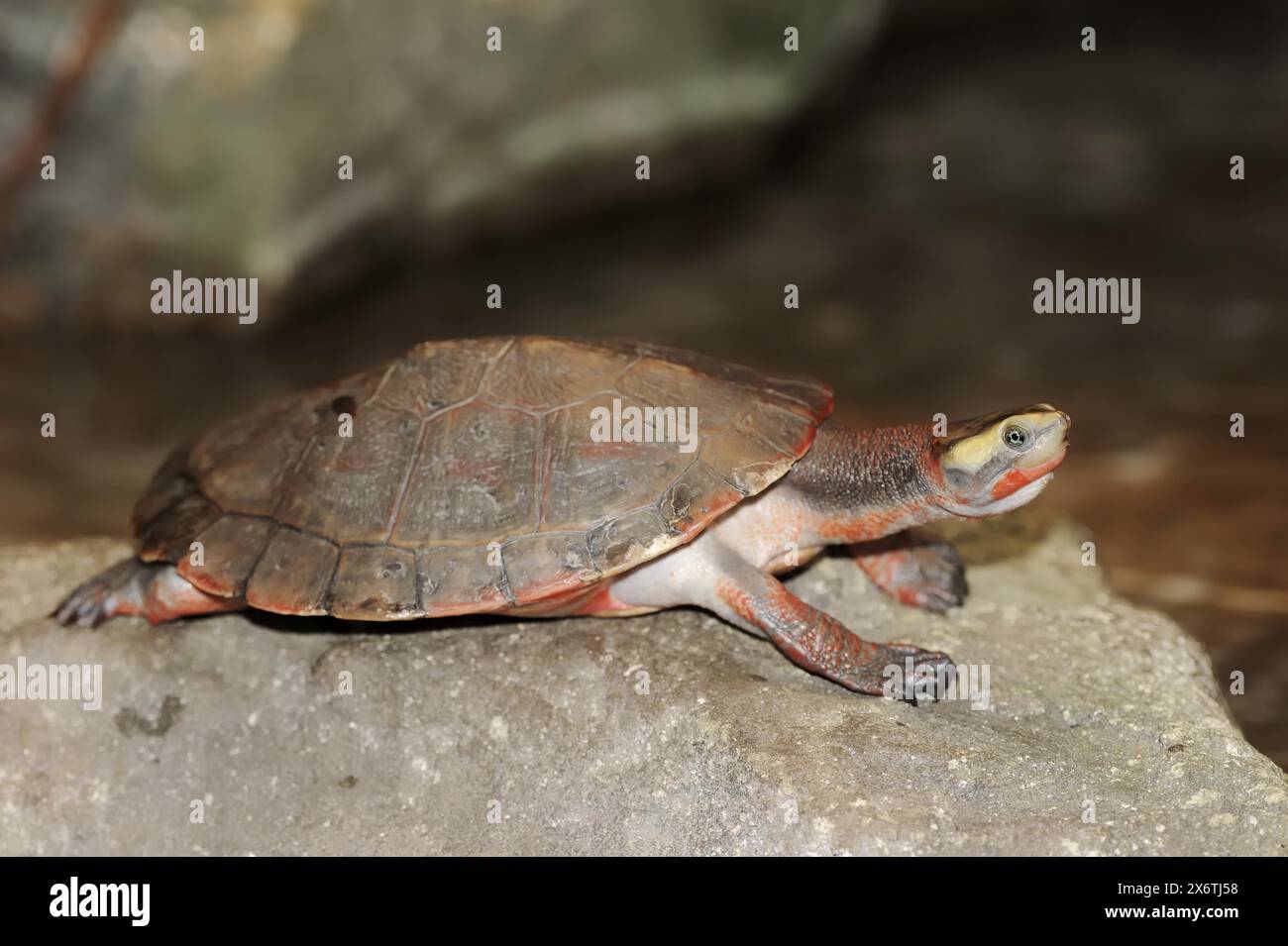 Red-bellied short-necked turtle (Emydura subglobosa), captive ...