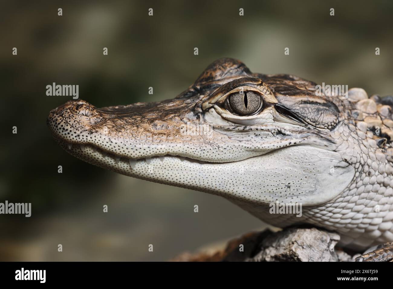 Mississippi alligator or american alligator (Alligator mississippiensis ...