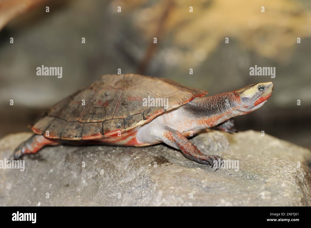 Red-bellied short-necked turtle (Emydura subglobosa), captive ...