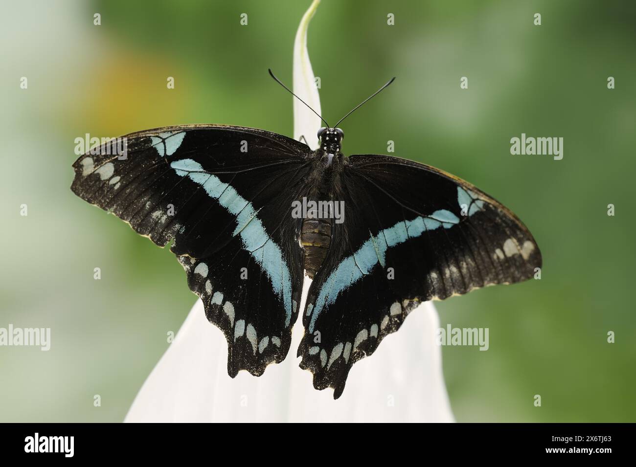 Narrow Green-Banded Swallowtail (Papilio nireus), captive, occurrence ...