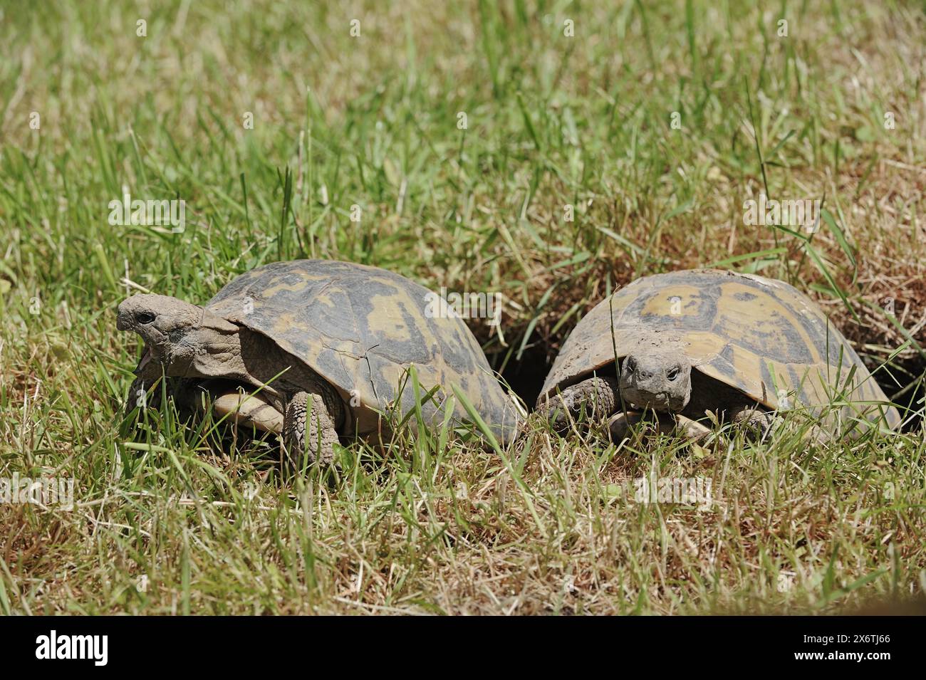 Testudo genus hi-res stock photography and images - Alamy