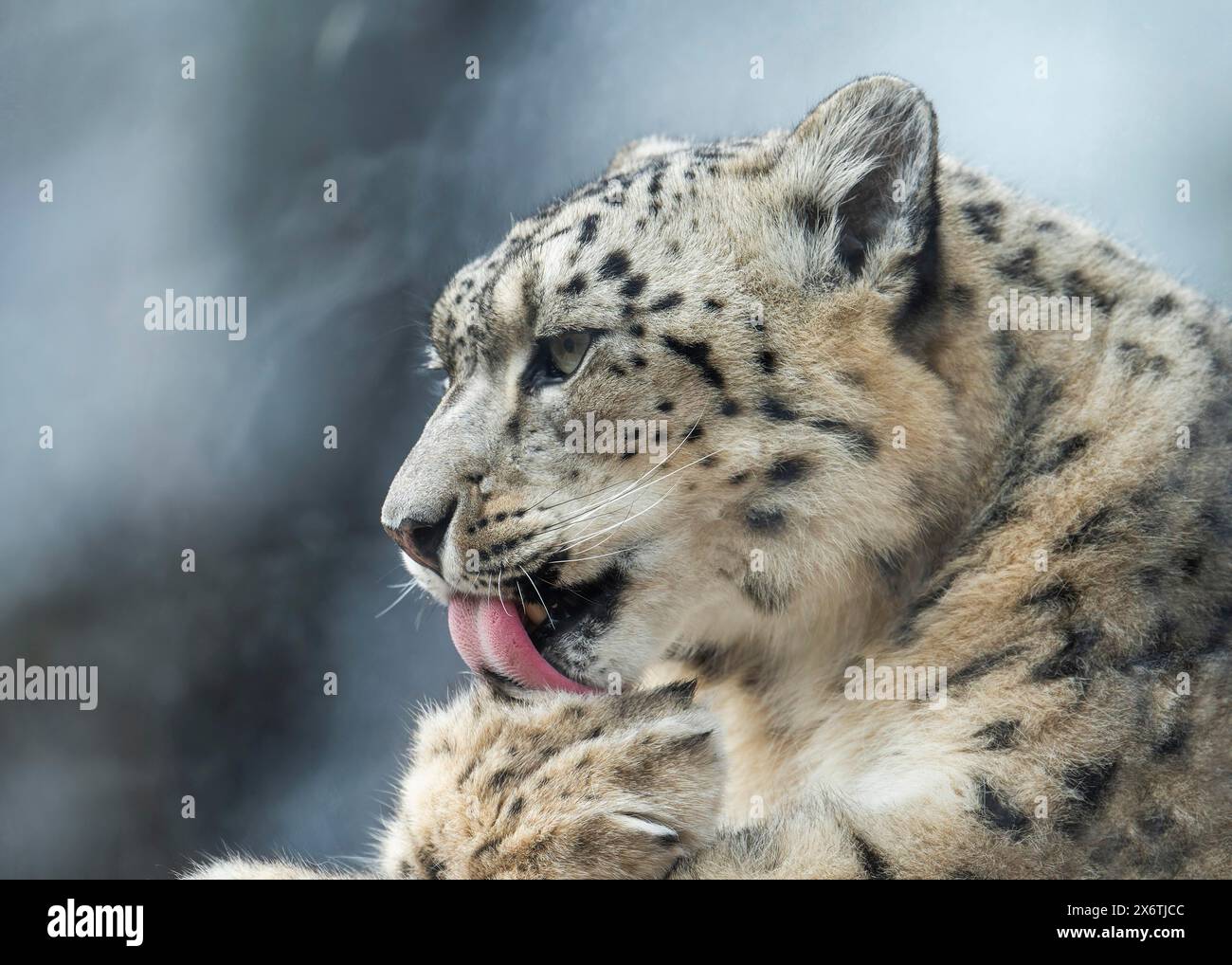 High leopard hi-res stock photography and images - Alamy