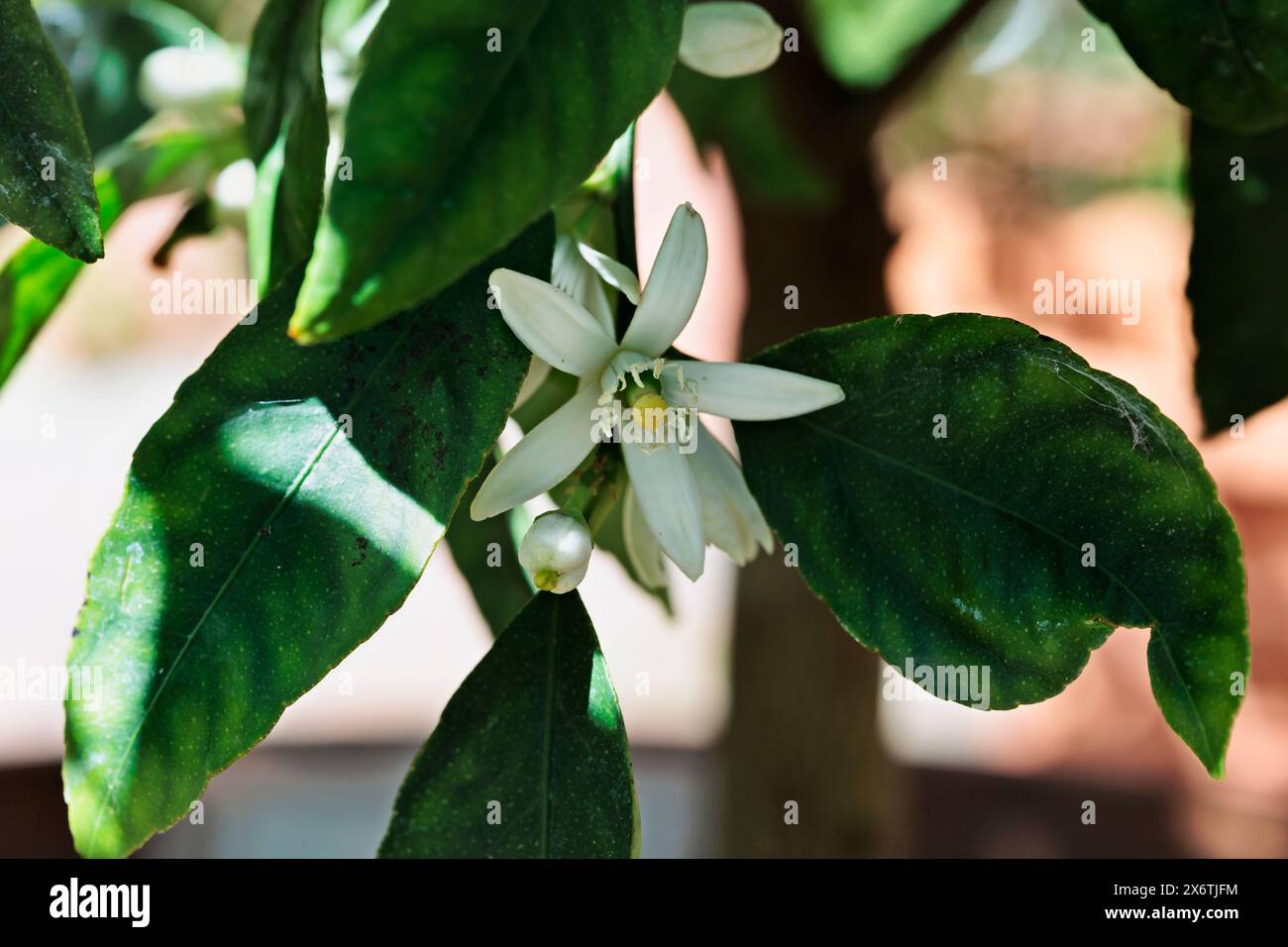 White flower of lemon tree , evergreen flowering plant used for ...