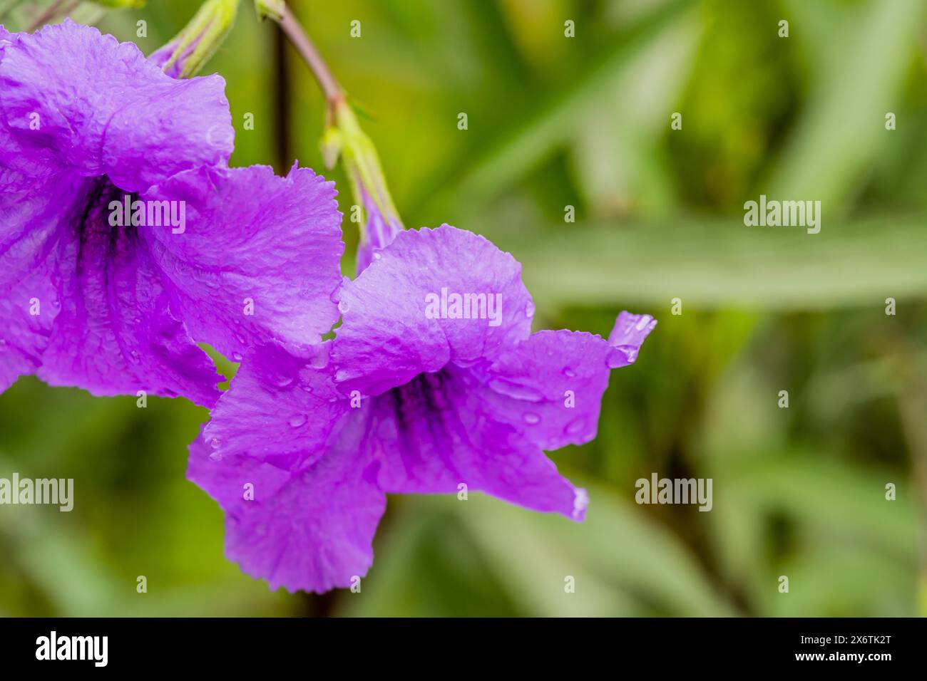 Closeup of delicate maroon colored flower with water droplets on petals ...