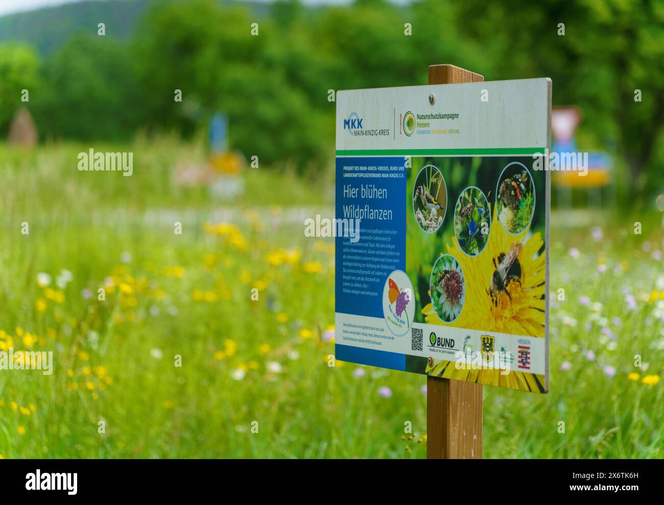 Insects in decline hi-res stock photography and images - Alamy