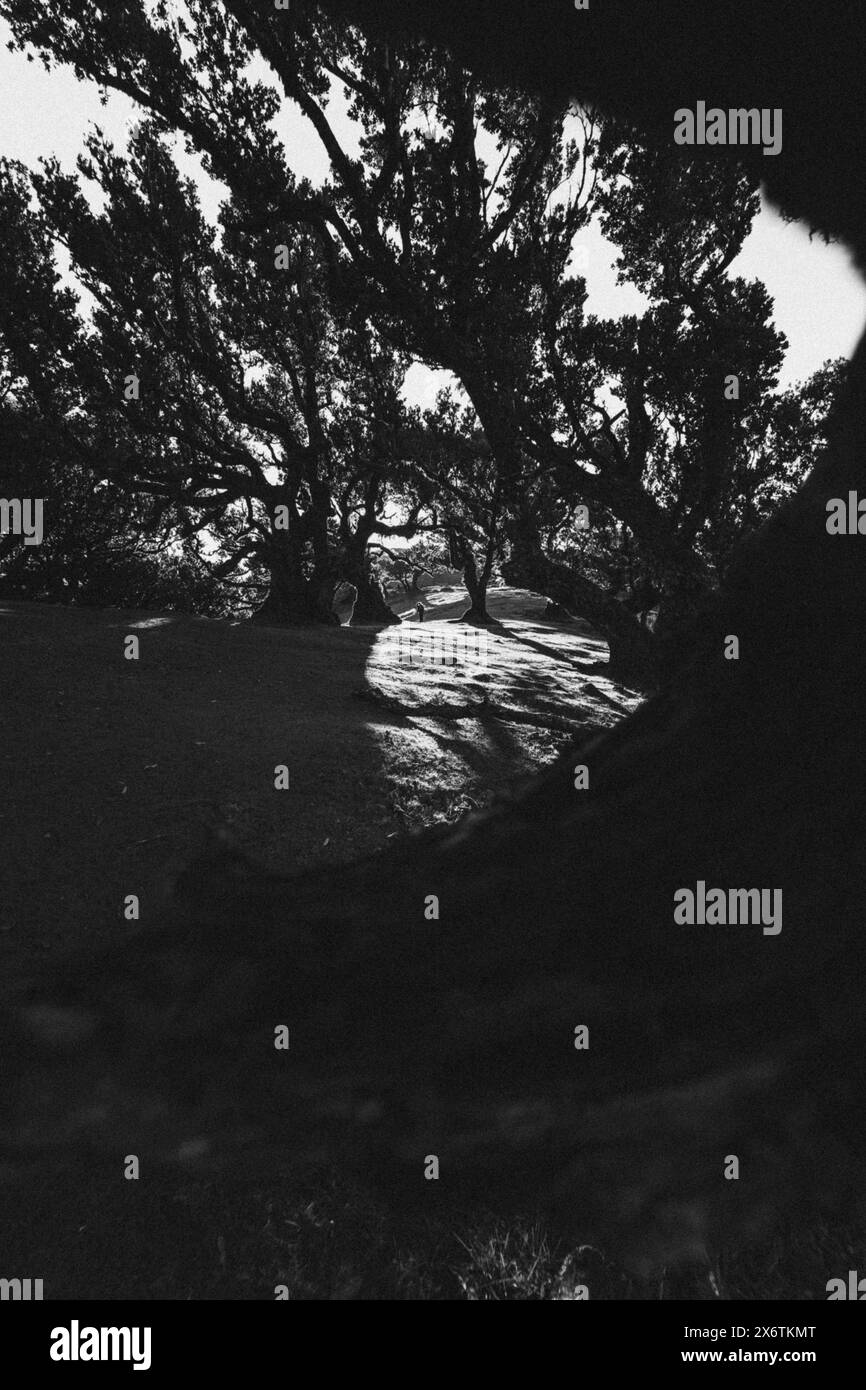 Black and white picture of a tree with striking shadows on the ground ...