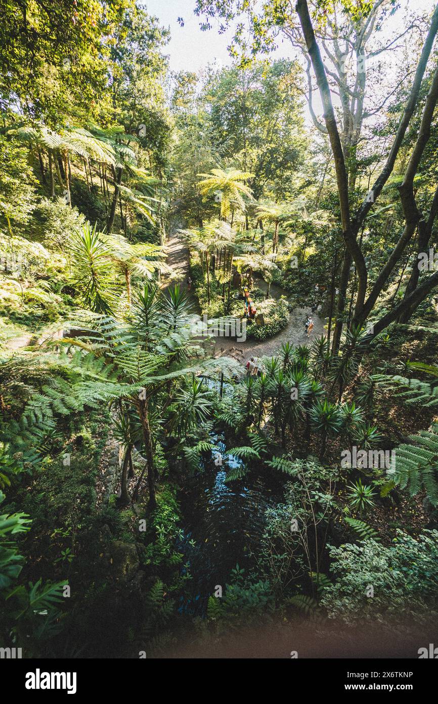 Rays of sunlight fall into a lush forest park with people walking ...