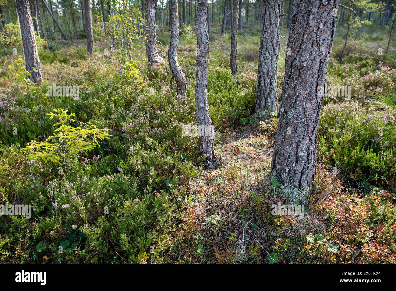Swedish pine forest hi-res stock photography and images - Alamy