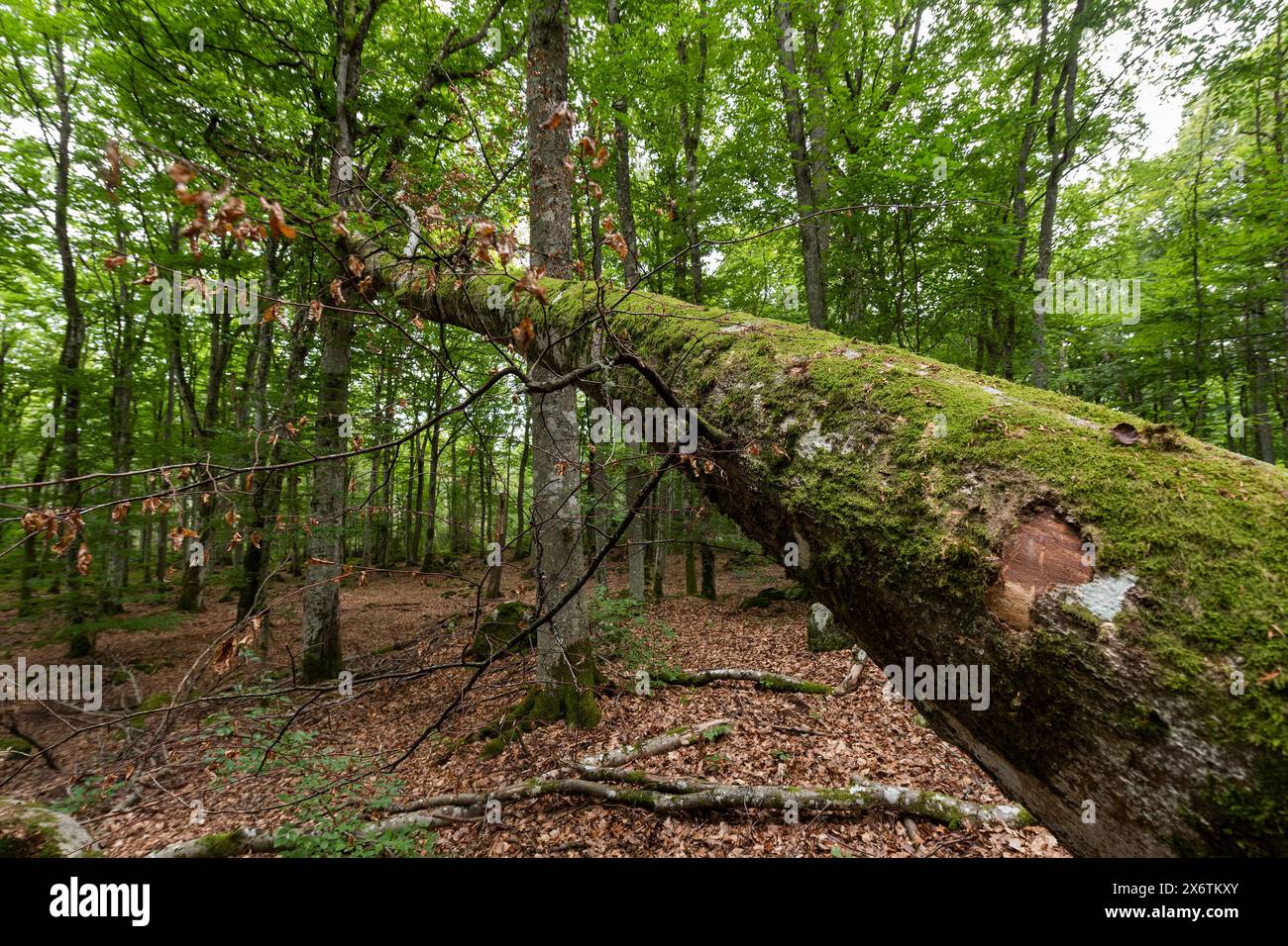 Fallen beech tree trunk hi-res stock photography and images - Alamy