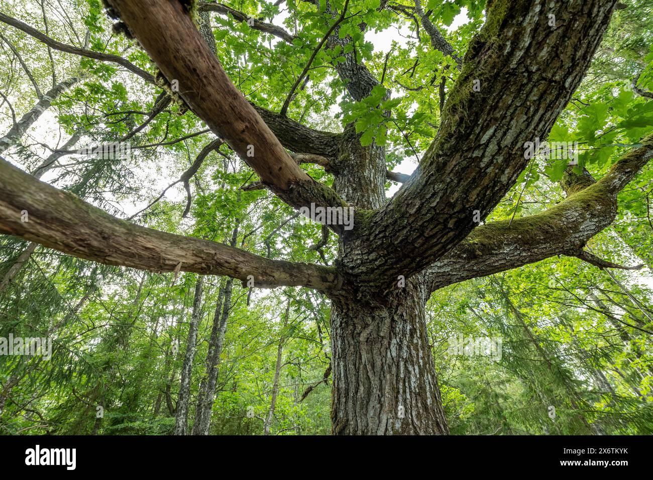 Old oak tree (Quercus), Sweden Stock Photo - Alamy