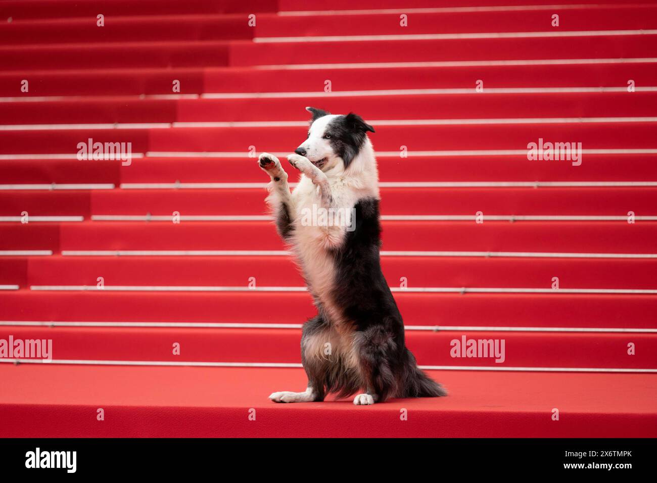 Messi the dog hi-res stock photography and images - Alamy