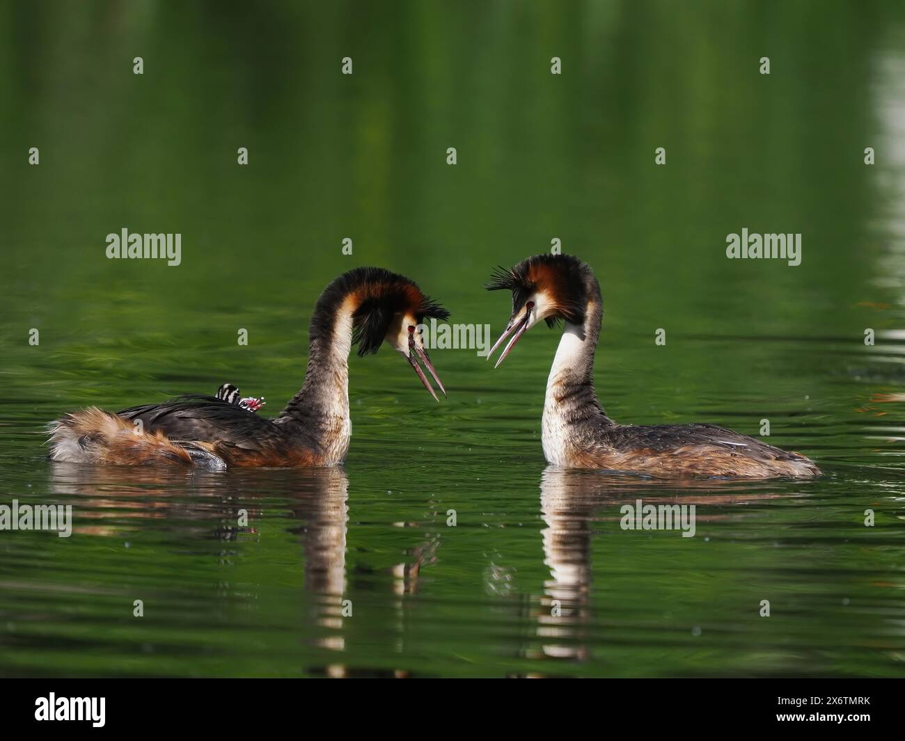 Mating pose hi-res stock photography and images - Alamy