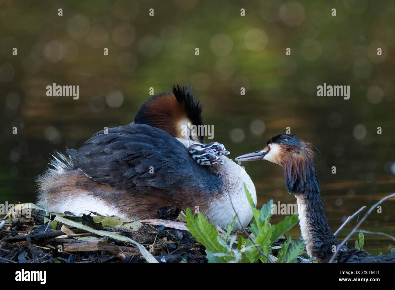 A resting great crested grebe (Podiceps ribbonfish) on the nest with ...