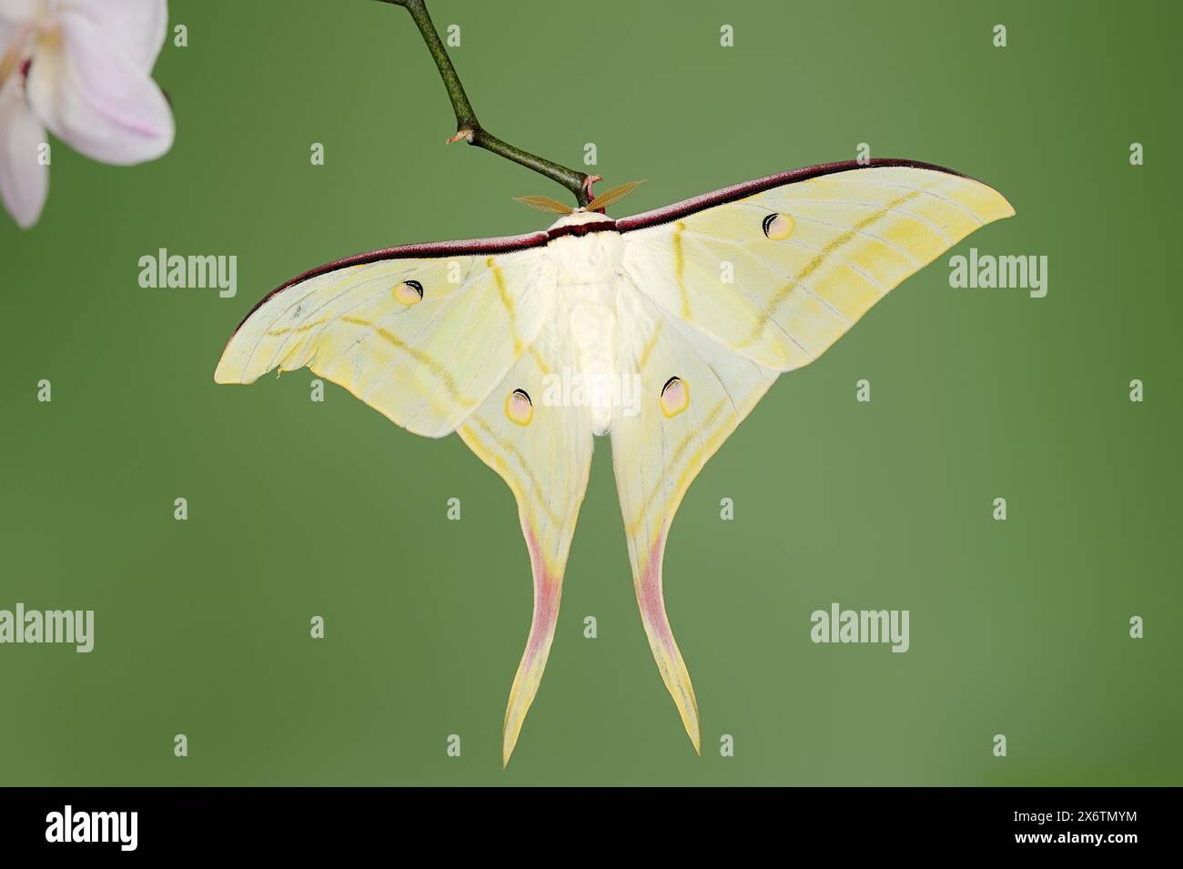 Indian luna moth (Actias selene), male, captive, occurrence in Asia ...