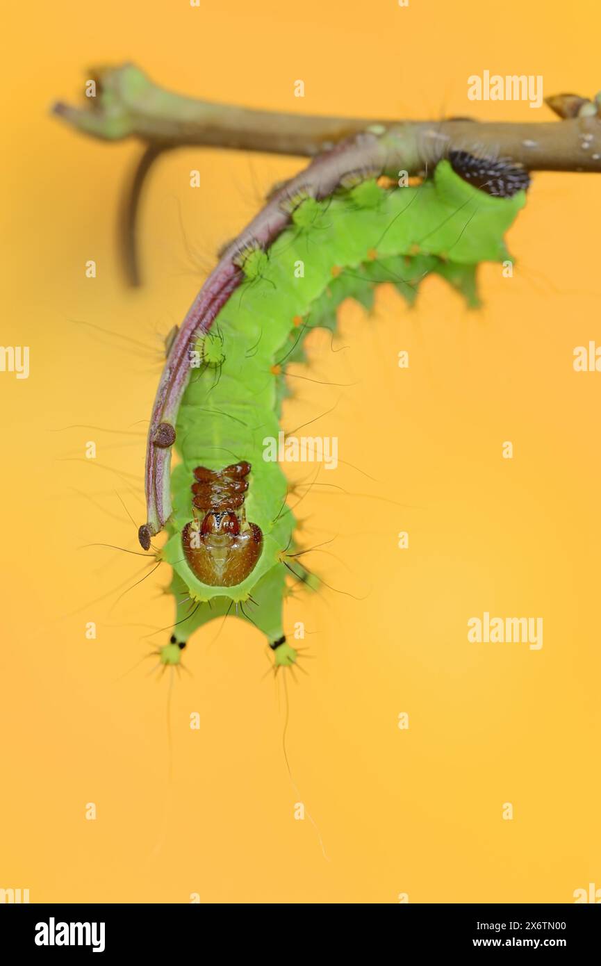 Indian luna moth (Actias selene), caterpillar, captive, occurrence in ...