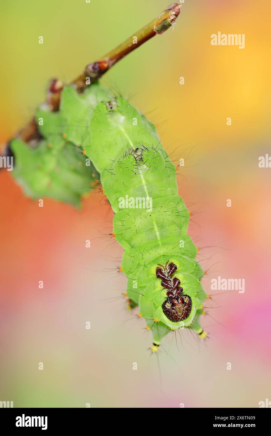Indian luna moth (Actias selene), caterpillar, captive, occurrence in ...