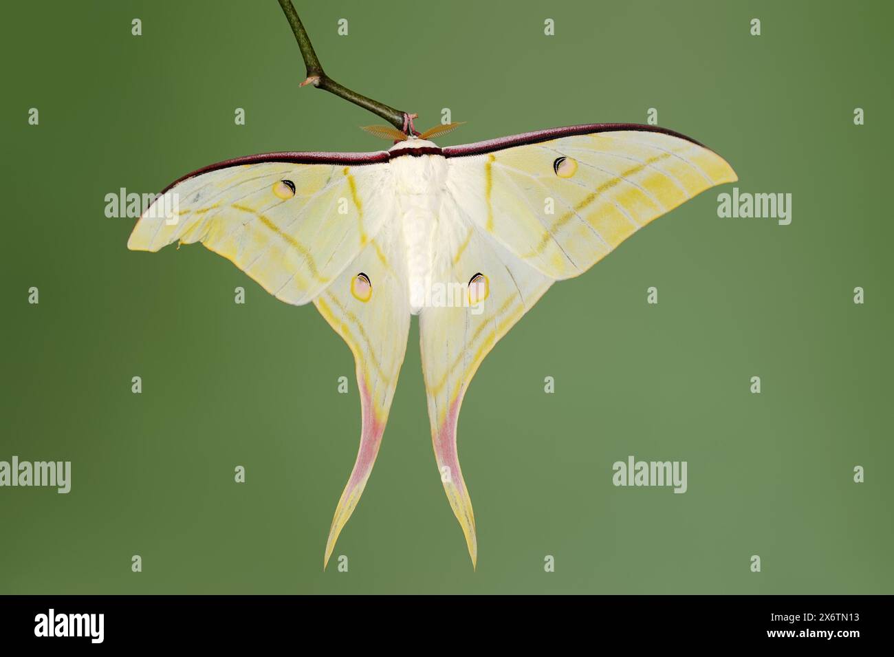 Indian luna moth (Actias selene), male, captive, occurrence in Asia ...