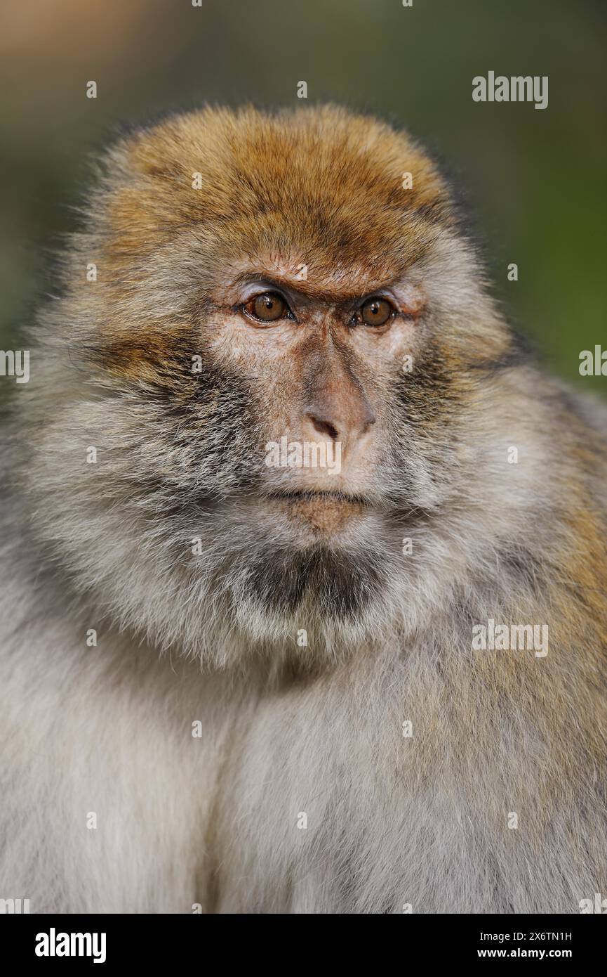 Barbary macaque (Macaca sylvanus), male, portrait, captive, occurring ...