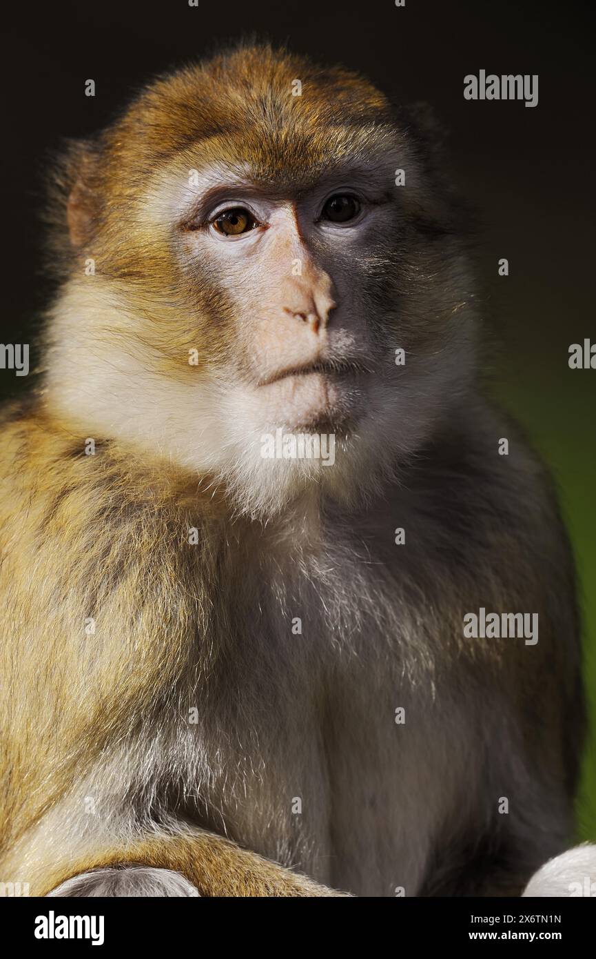 Barbary macaque (Macaca sylvanus), captive, portrait, occurring in ...